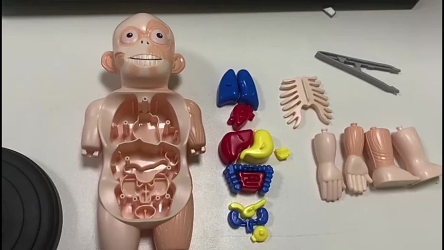 儿童身体结构模型#科普小知识 #拼装玩具模型#早教玩具#启蒙教育