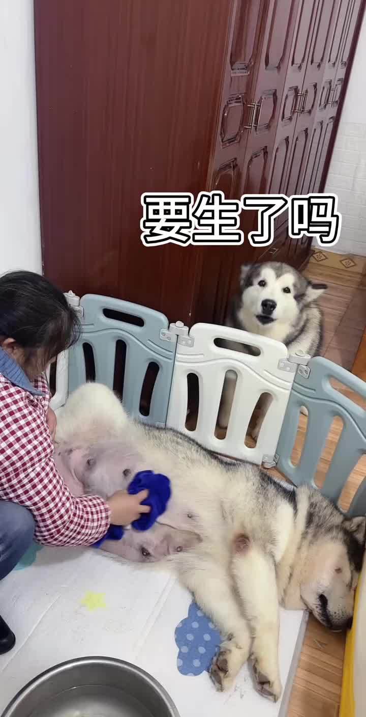 235.预产期到了,随时准备接生,高兴加油 #光合计划