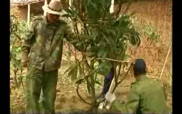 枇杷种植 枇杷的种植技术 全套技术教学