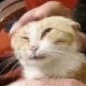 不应当我只是个小白兔 