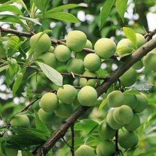 西则要上山摘苹果 