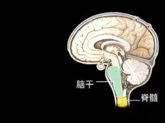 23.神经系统的组成及其功能