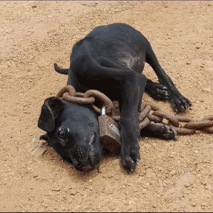 流浪狗8号救助站 