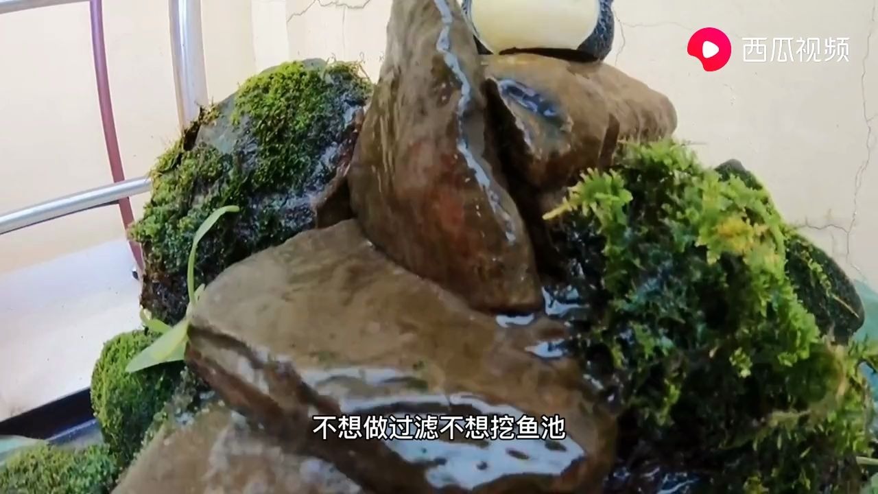 不想挖鱼池,不想做过滤,懒人阳台周转箱生态鱼池解说