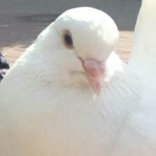 菜火fi2e 
