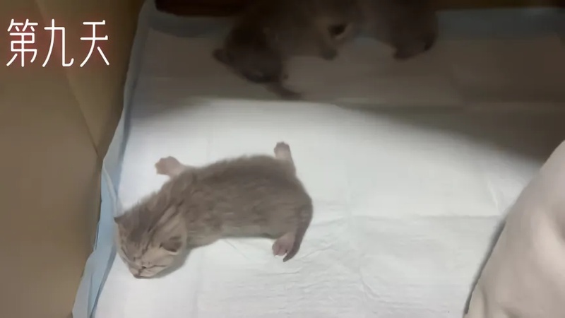 小奶猫 小奶猫的点点滴滴 我的小猫咪