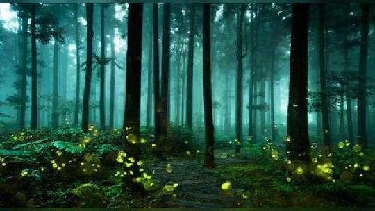 森林系唯美图片,大自然风情最美