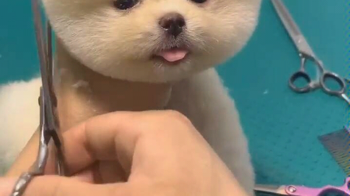 可爱的小狗狗视频。