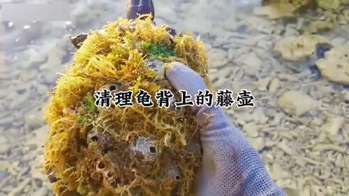 龟背藤壶清理实录:1567个寄生生物被逐一清除