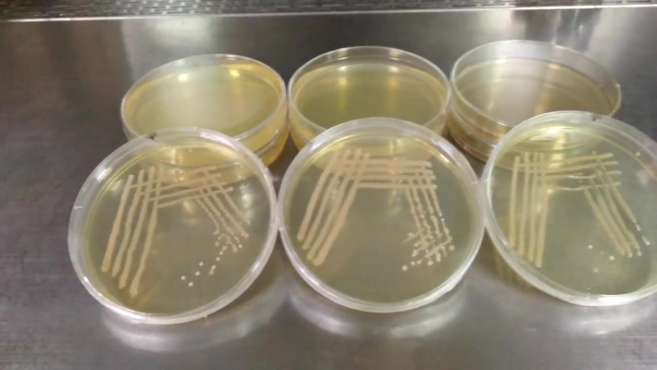 微生物的培养和纯化