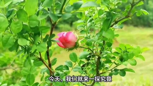 家里养一盆刺梨,多重功效惊人,如果你也喜欢养植物,就养刺梨吧