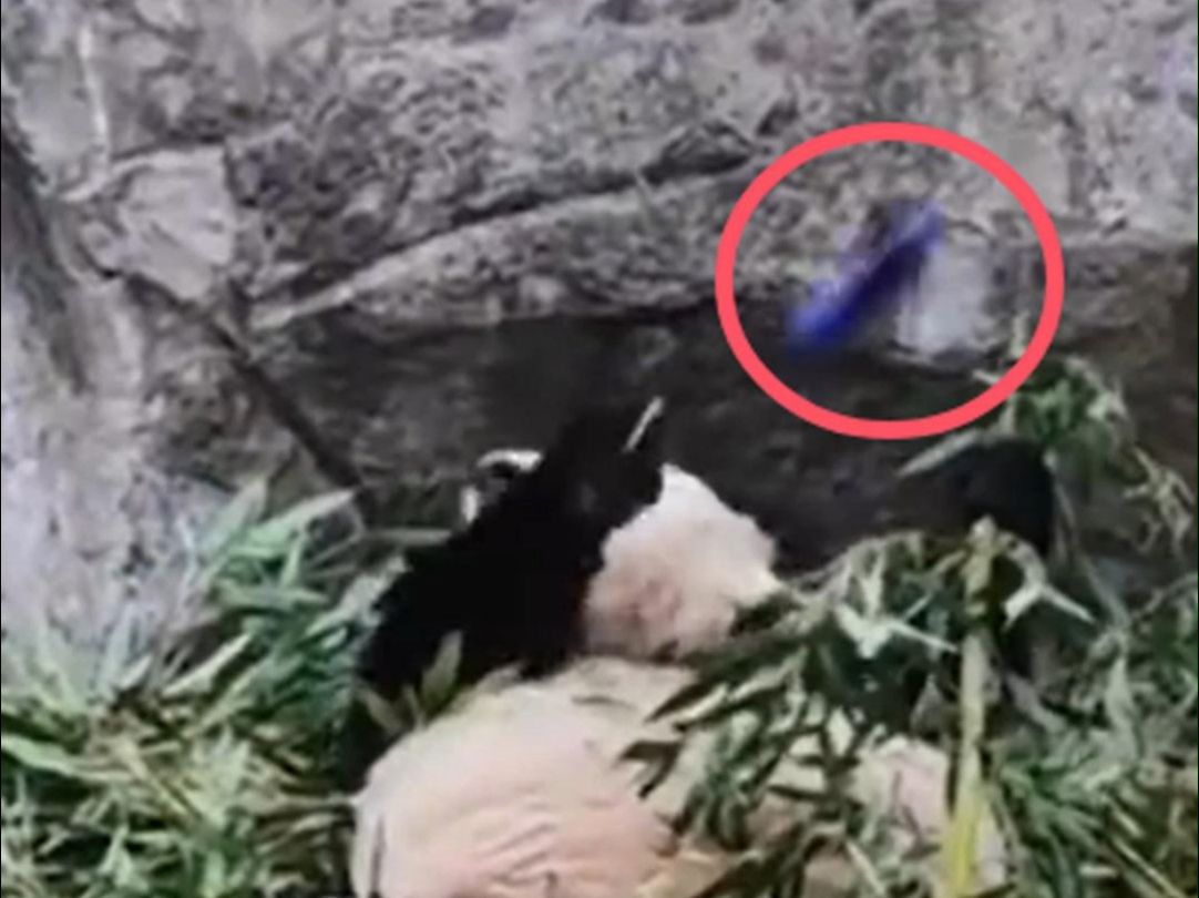 男子拿整瓶可乐砸向大熊猫“兰香”,熊猫受到惊吓坐起,目击者:男子已...