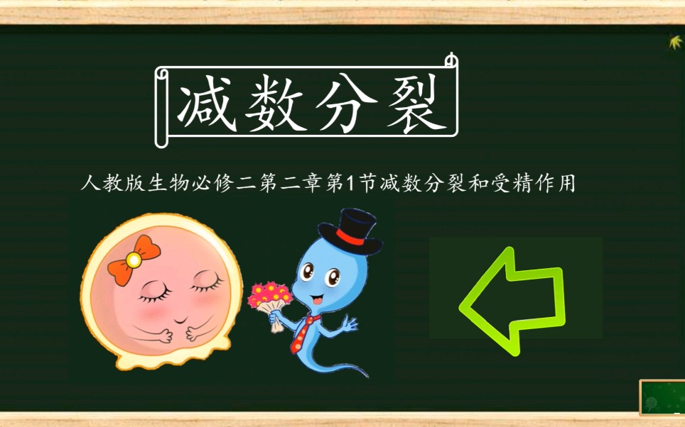 【高中生物】减数分裂(。)