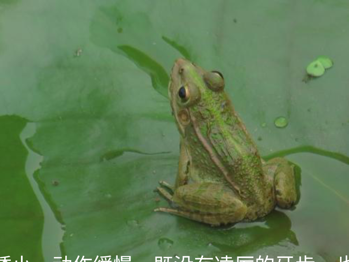 青蛙皮肤的作用是什么?_?