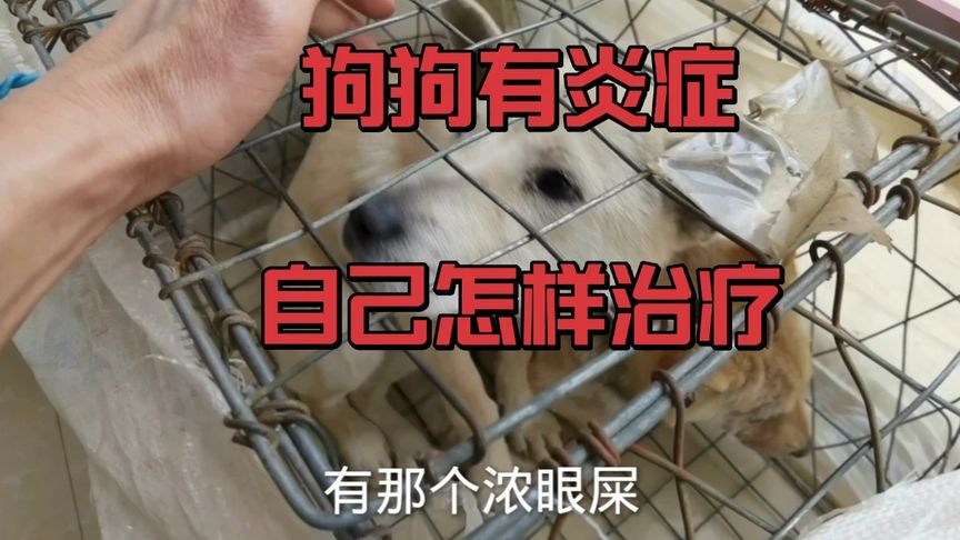 狗狗有炎症了,自己在家这样给它治疗,既实惠又效果。