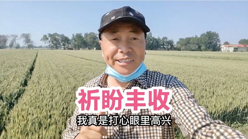小满到芒种这20天决定小麦产量,看这么好的麦田,能亩产1200斤吗