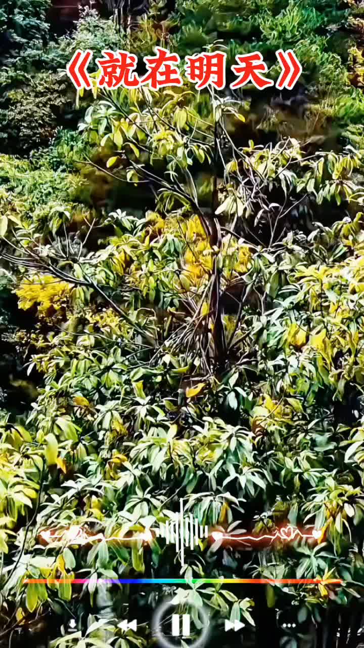 #张家界旅游景点#一日游#随手拍@上热门ߔ�ߔ�ߔ� @DOU+小...