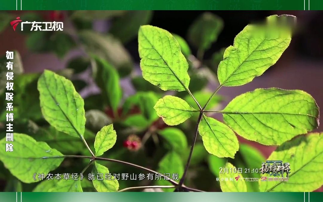 野山参有补脾益肺等功效用参泡酒具有祛风散寒的作用