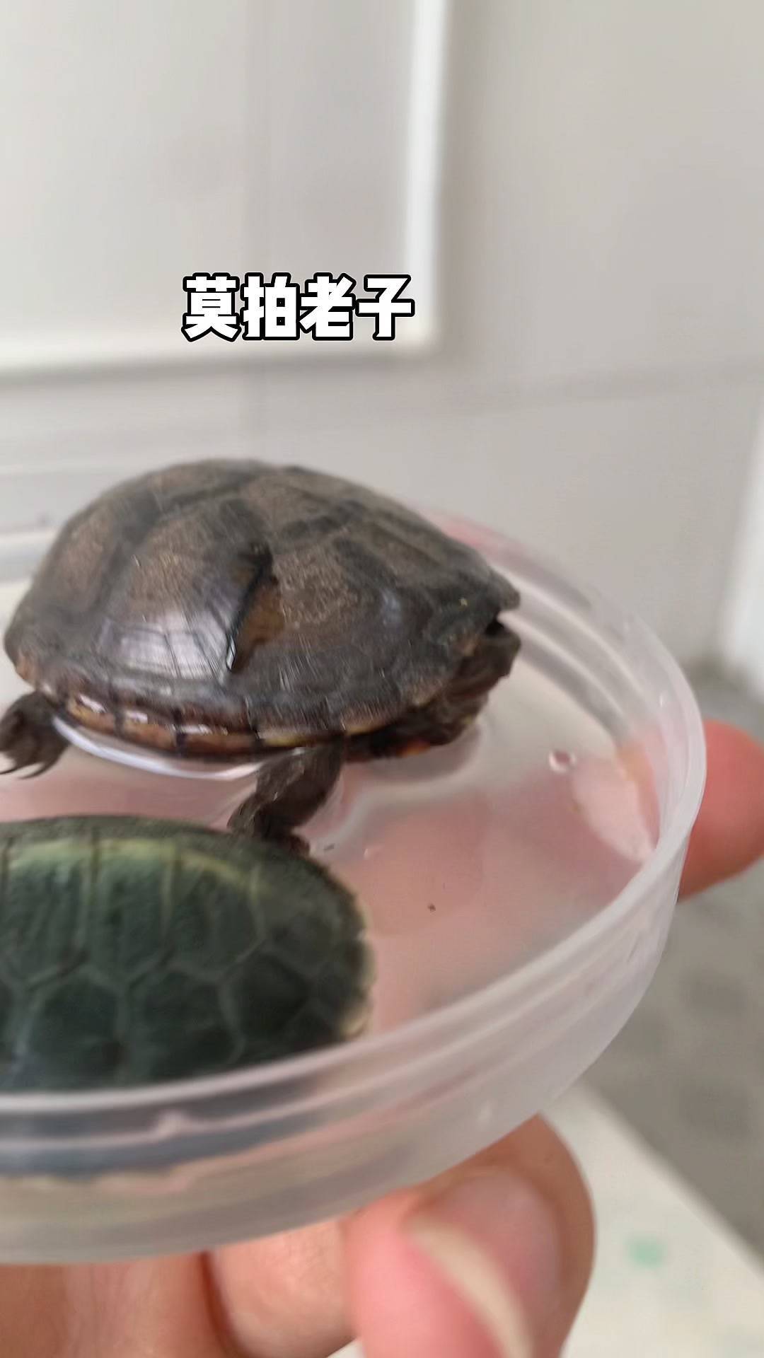 价格五百块的龟龟开箱记录