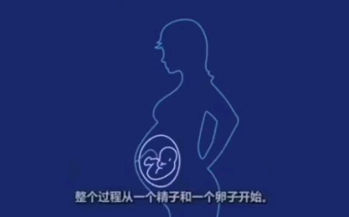 两分钟带你了解受孕过程