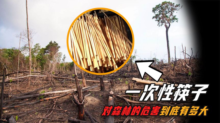 使用一次性筷子,对森林的危害有多大?