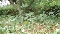 枇杷种植技术-土壤管理