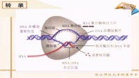 学习_教案_课件_高中生物:遗传信息的表达