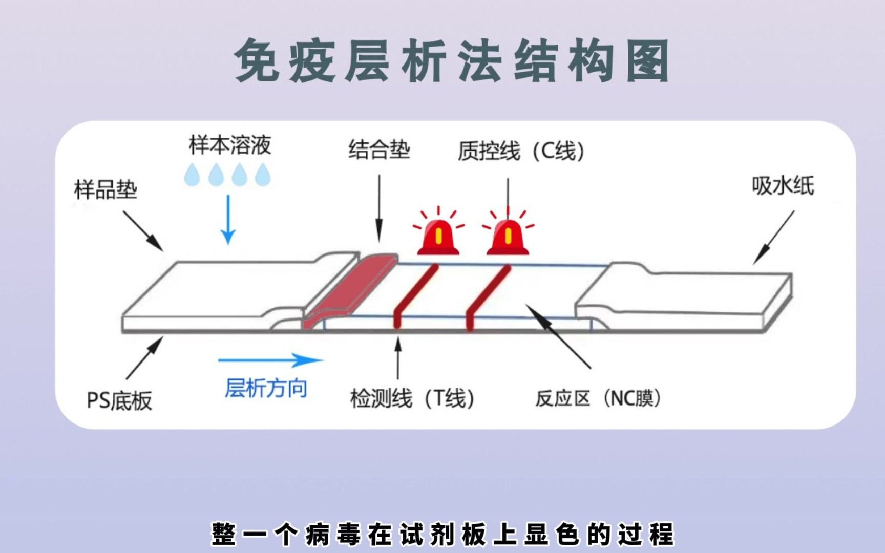 抗原检测科普之试剂板的小身材大学问