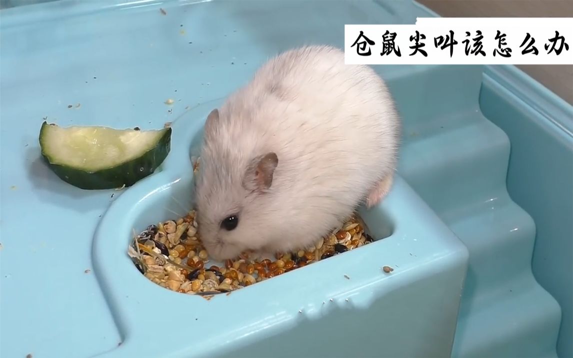仓鼠尖叫害怕该怎么办?希望这个视频能够帮助到你