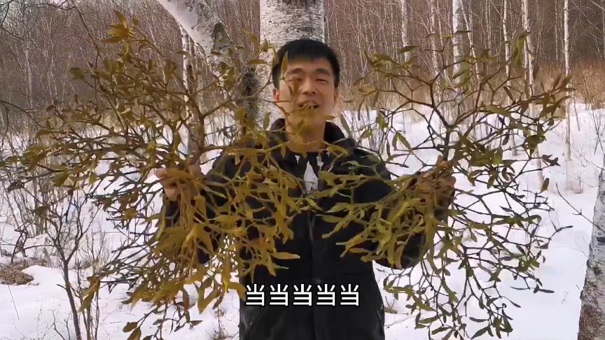 护林员趟雪进山查树,承包红松按棵算,村里人挣钱都指它