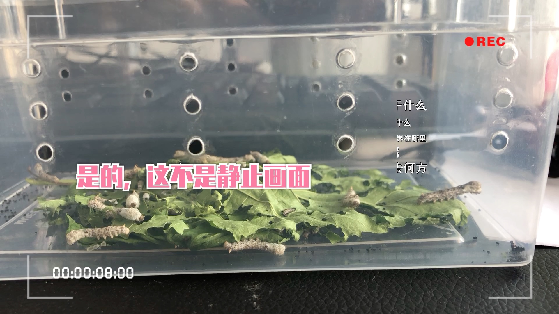 蚕宝宝,我“眠”的状态,让你百思不得其解!