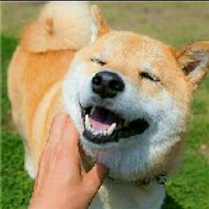 20岁了还没有猫 