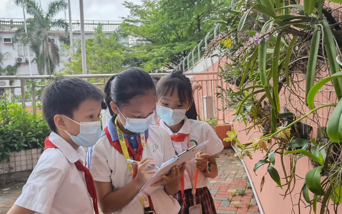 班级活动 把博物馆“搬”进教室+“走读梧桐”认识校园植物