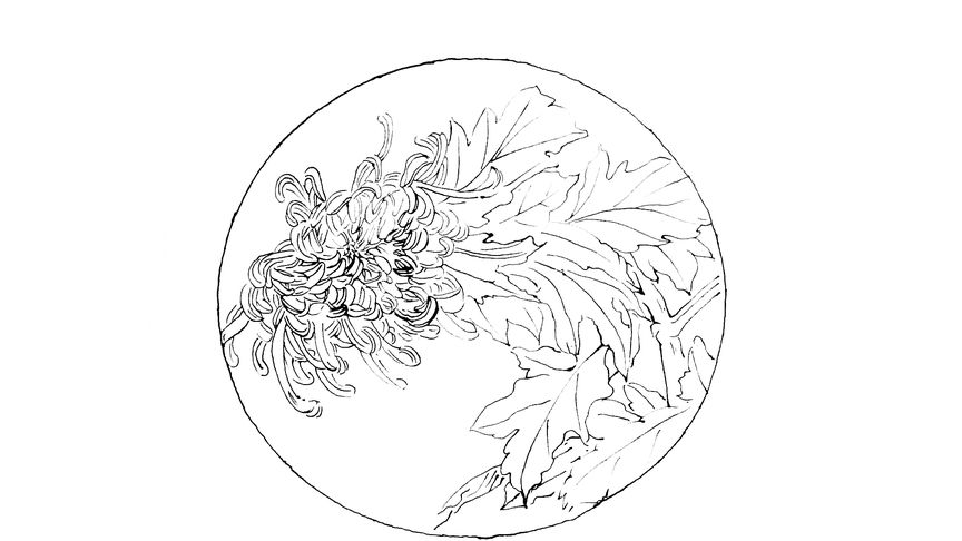 白描菊花入门教程,简单易学,一看就会