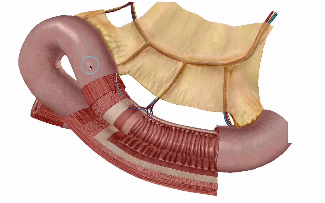 直观感受小肠消化吸收