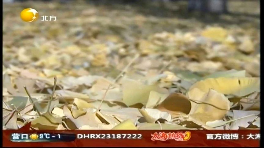 揭秘:风景绝美的银杏树为何臭气熏天