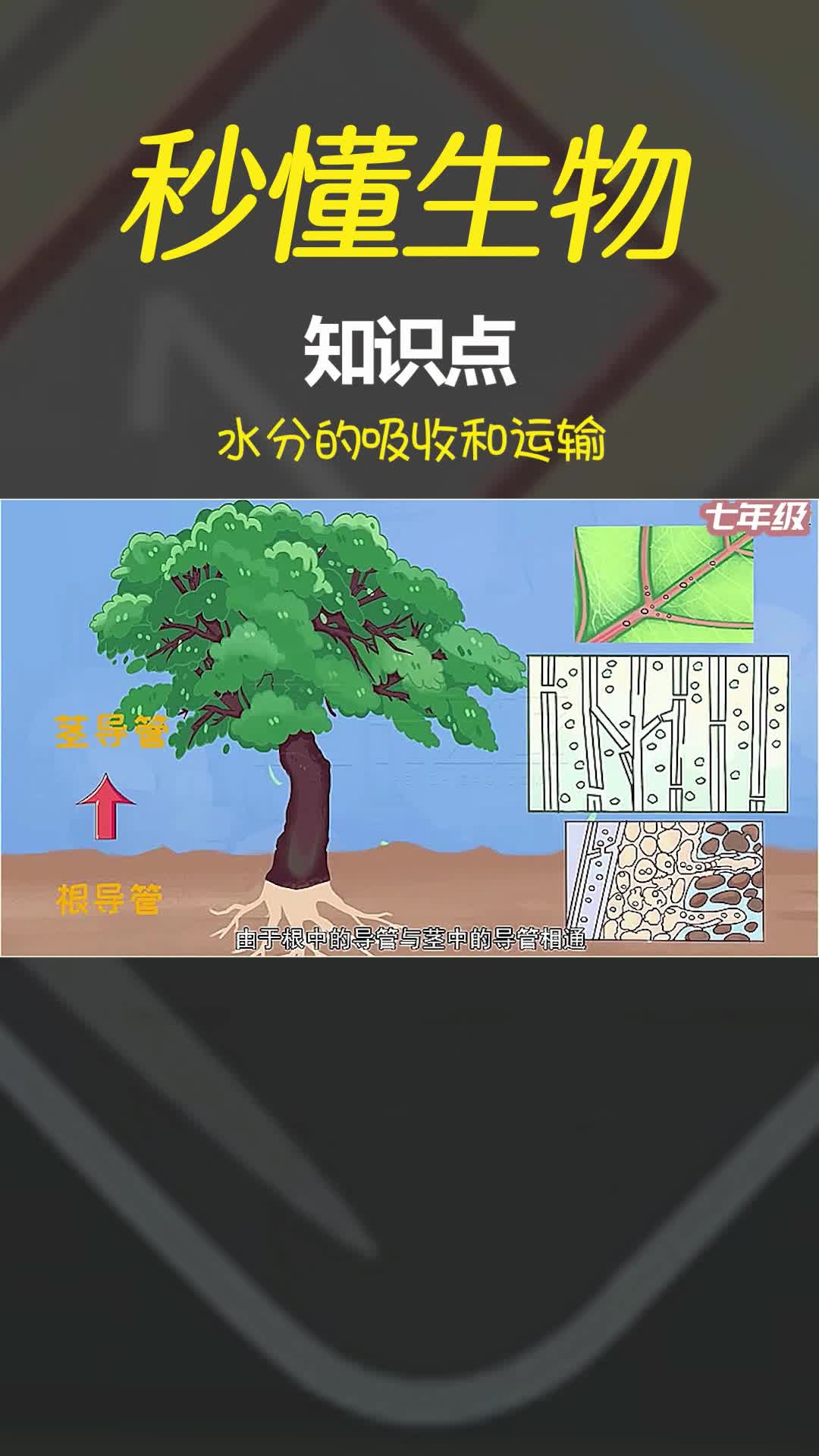 水分在植物体内的奇妙旅程,了解植物的吸水过程!