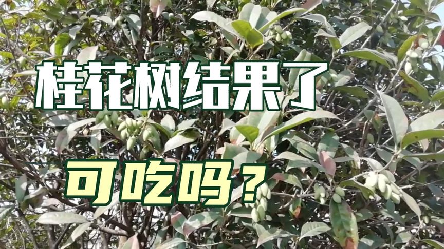 #植物爱好者#:桂花树属木犀科,一树木犀果实很招人爱,分享了!