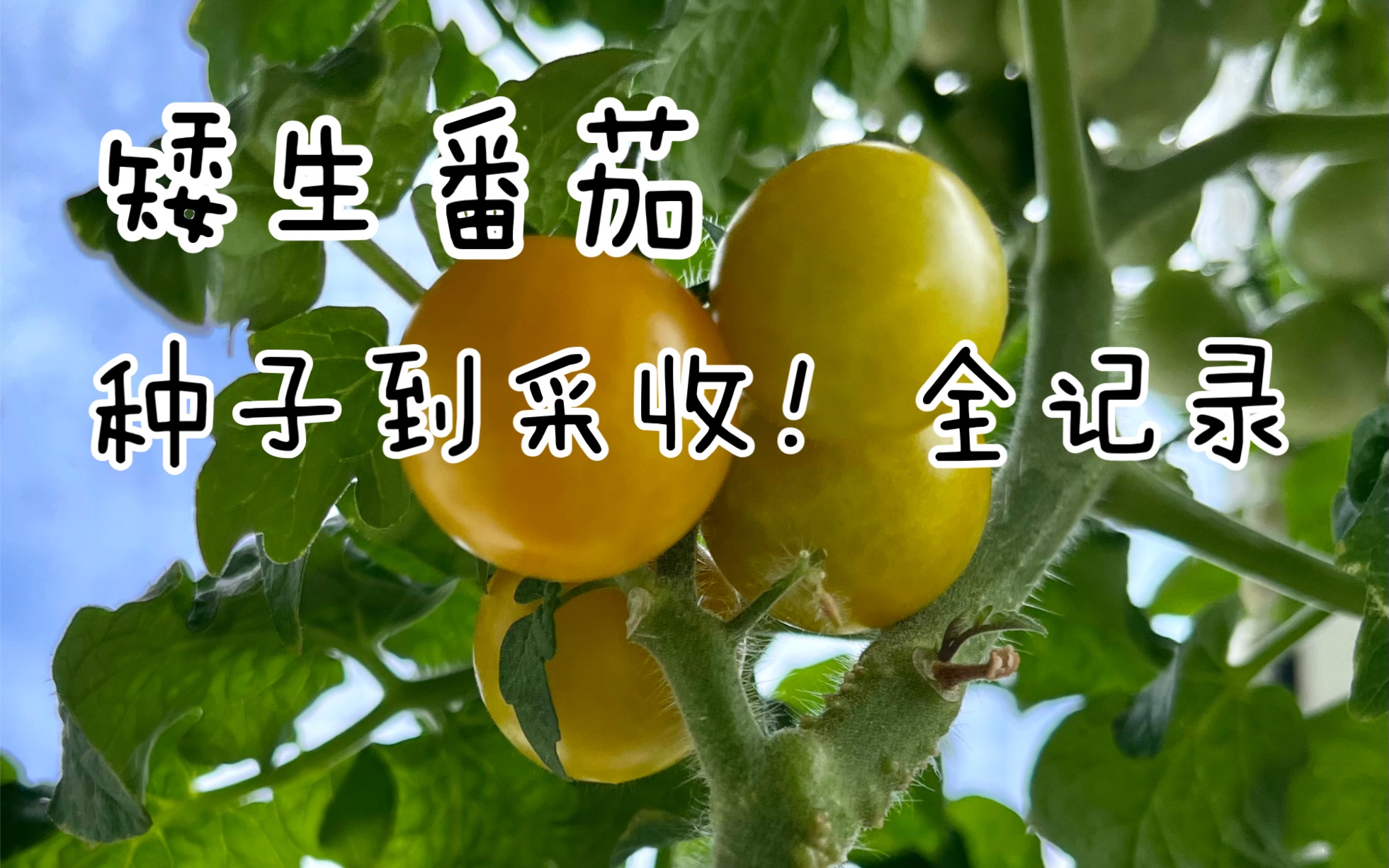超详细种植记录|从种子带大的矮生番茄 封闭阳台