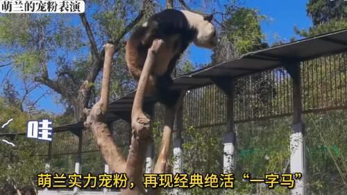 拒绝动物表演,除非动物非要表演