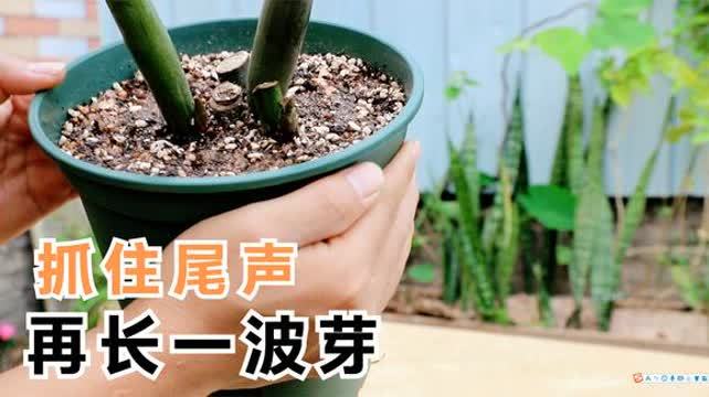 小树发芽生长成长大树动态视频