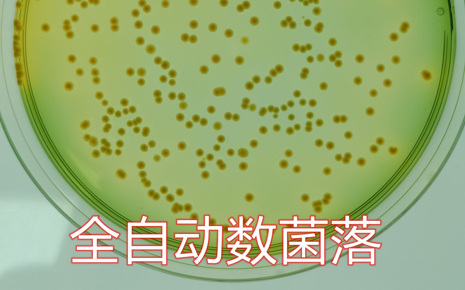 全自动菌落计数仪器