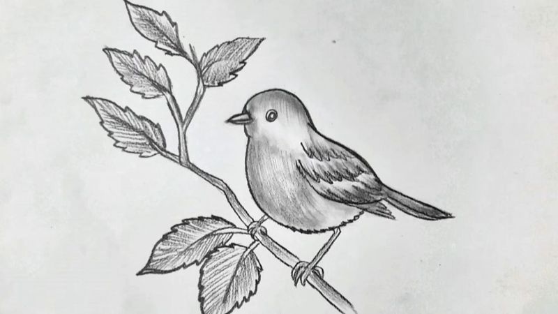 一只可爱的小鸟如何铅笔画,教你画一只小鸟,铅笔画视频教程