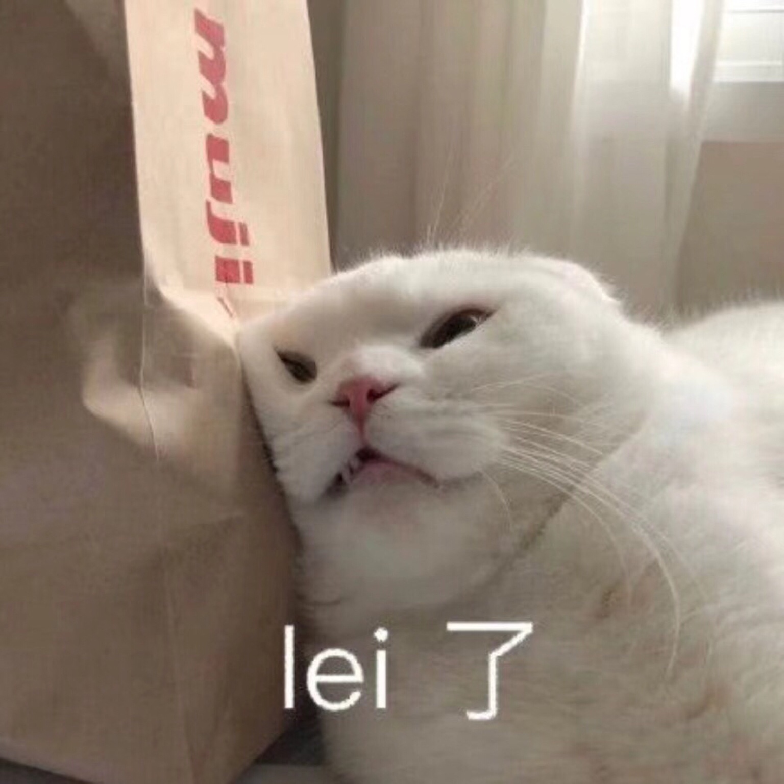 我的猫叫屎咪咪 