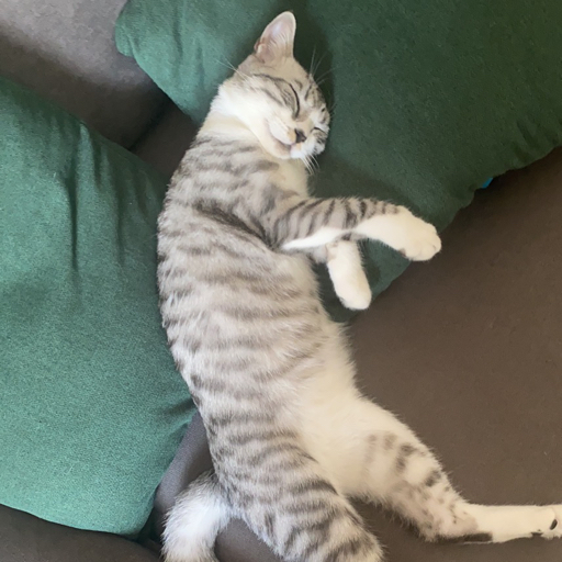 影视后期搬运工 