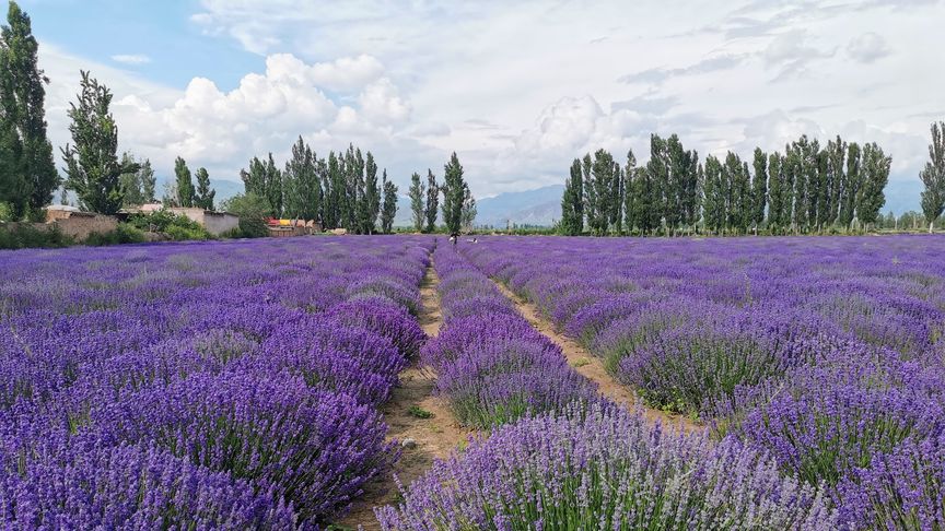 伊犁霍城县清水河镇,中国的普罗旺斯, 你知道薰衣草的花语吗?