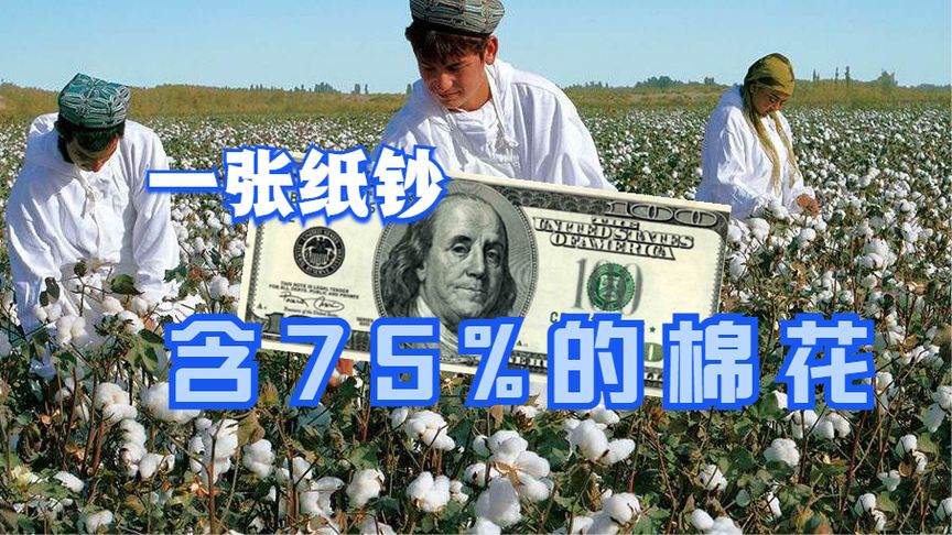 为什么新疆能产出最高品质的棉花?棉花需要怎样的生长环境?