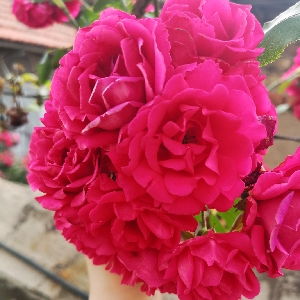 脚踩风火轮的平头哥 