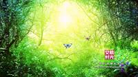 ...梦唯美梦幻卡通童话蘑菇森林树林晚会高清舞台背景 LED大屏视频素材