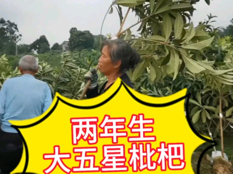 两年生大五星枇杷起苗装车